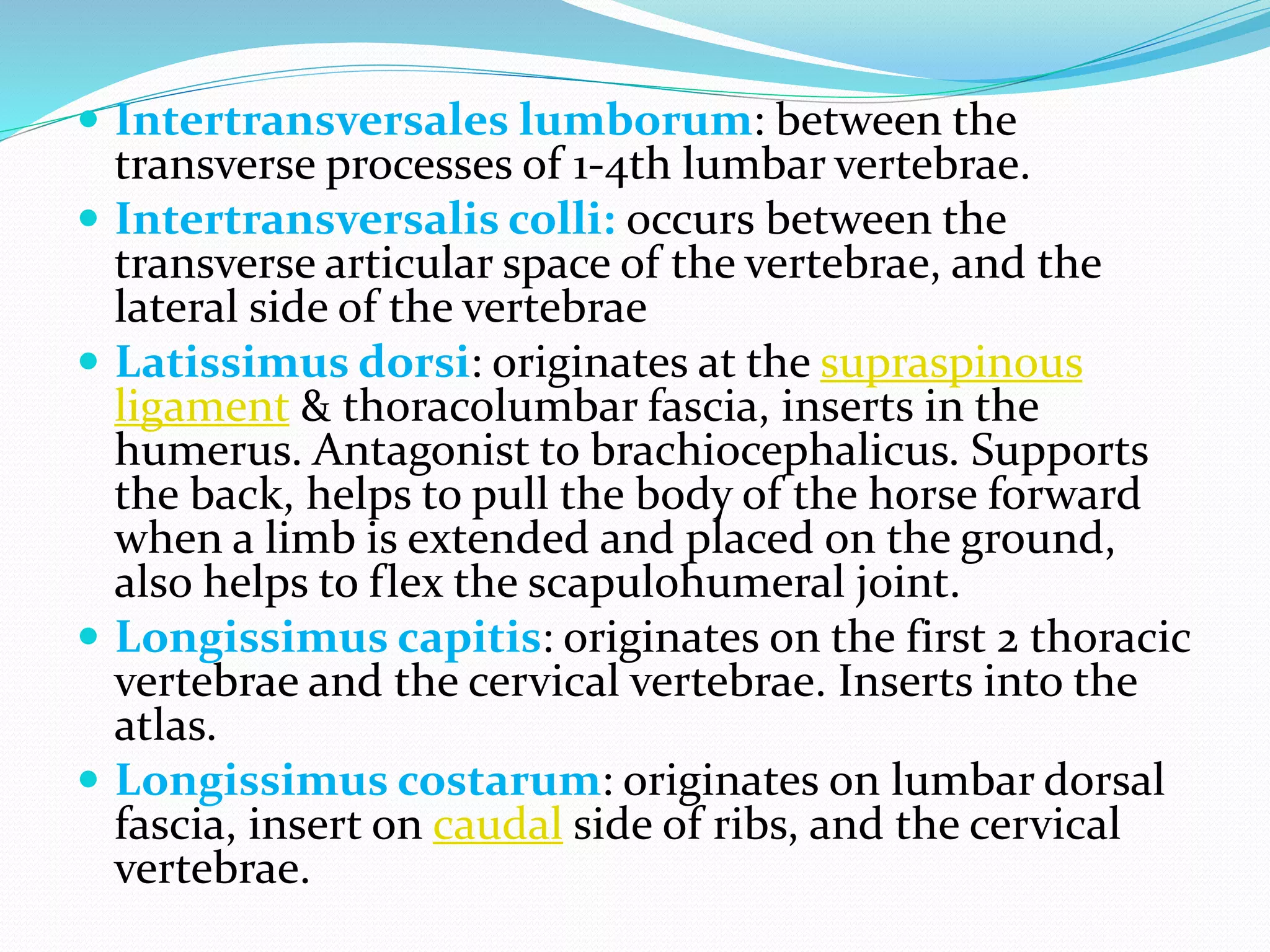 Muscular system of horse, Equine muscular system | PPTX