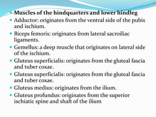 Muscular system of horse, Equine muscular system | PPTX