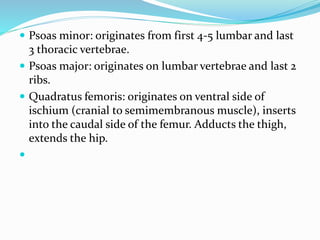 Muscular system of horse, Equine muscular system | PPTX
