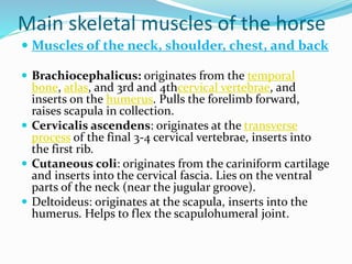 Muscular system of horse, Equine muscular system | PPTX