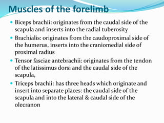 Muscular system of horse, Equine muscular system | PPTX