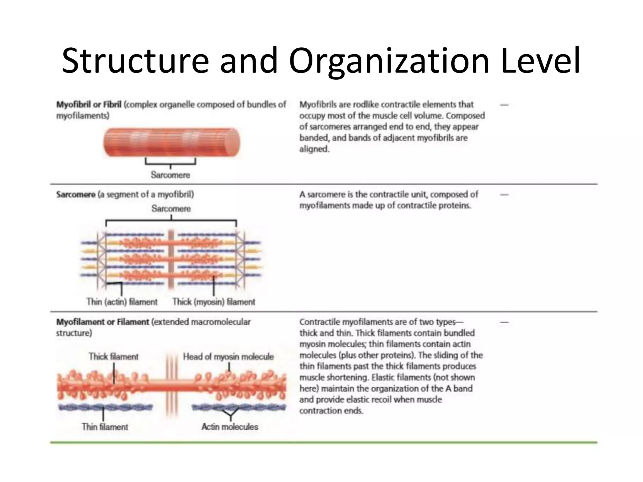 Muscular system of vertebrates | PPTX