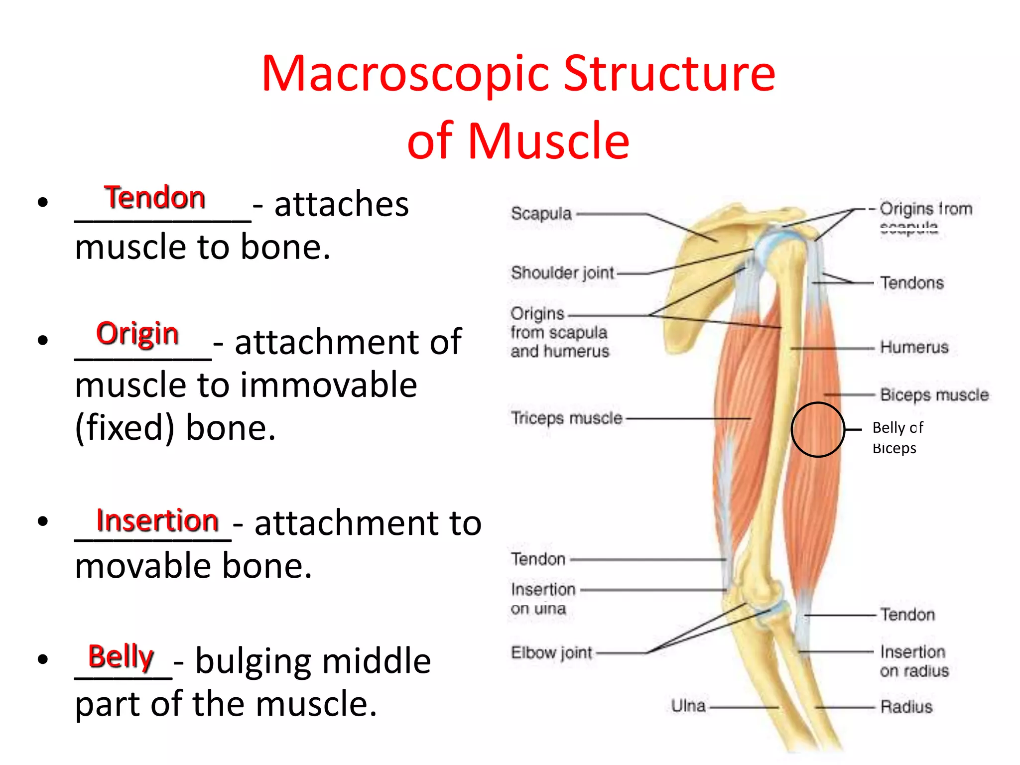 Muscular system of vertebrates | PPTX