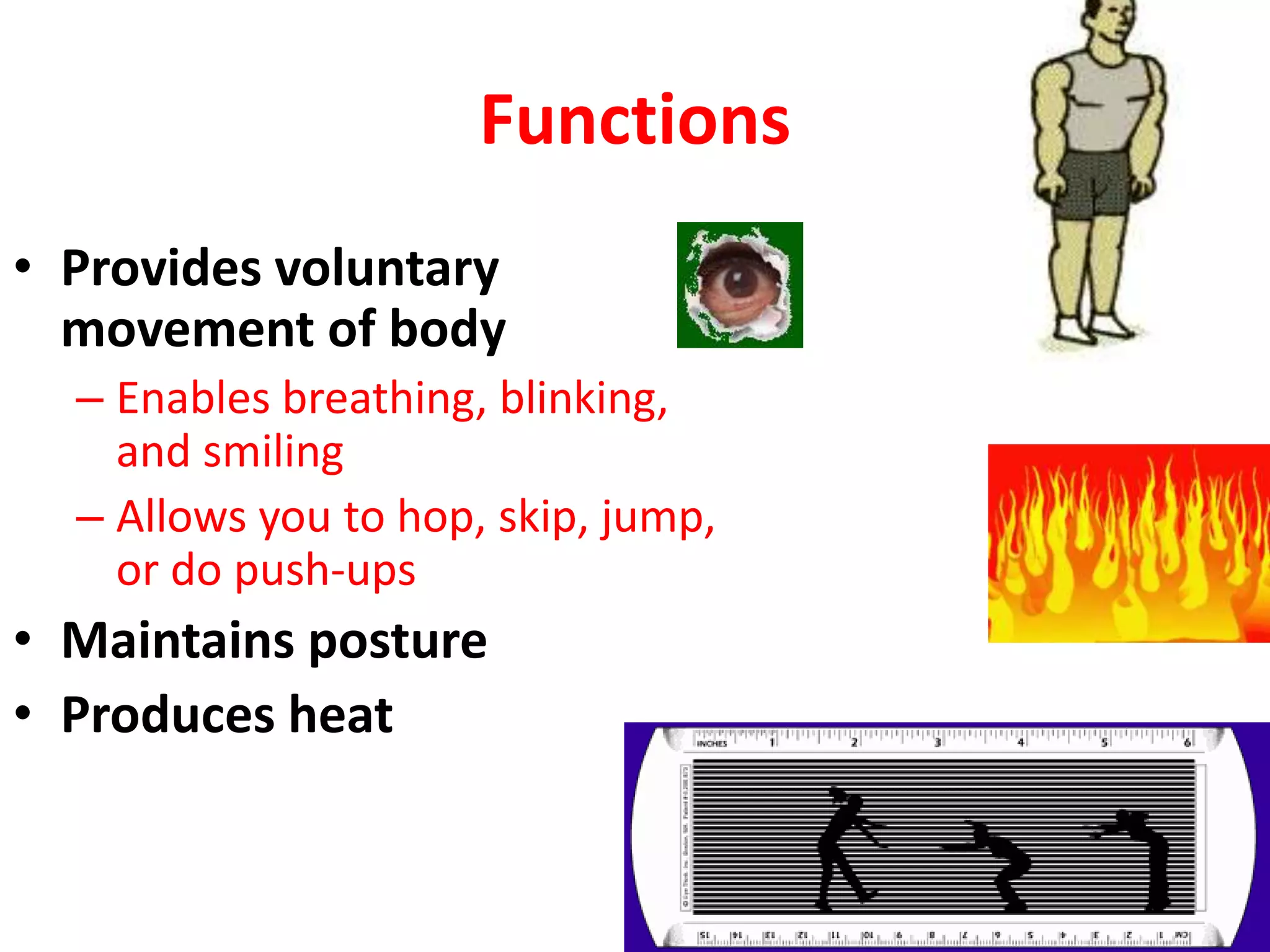 Muscular system of vertebrates | PPTX