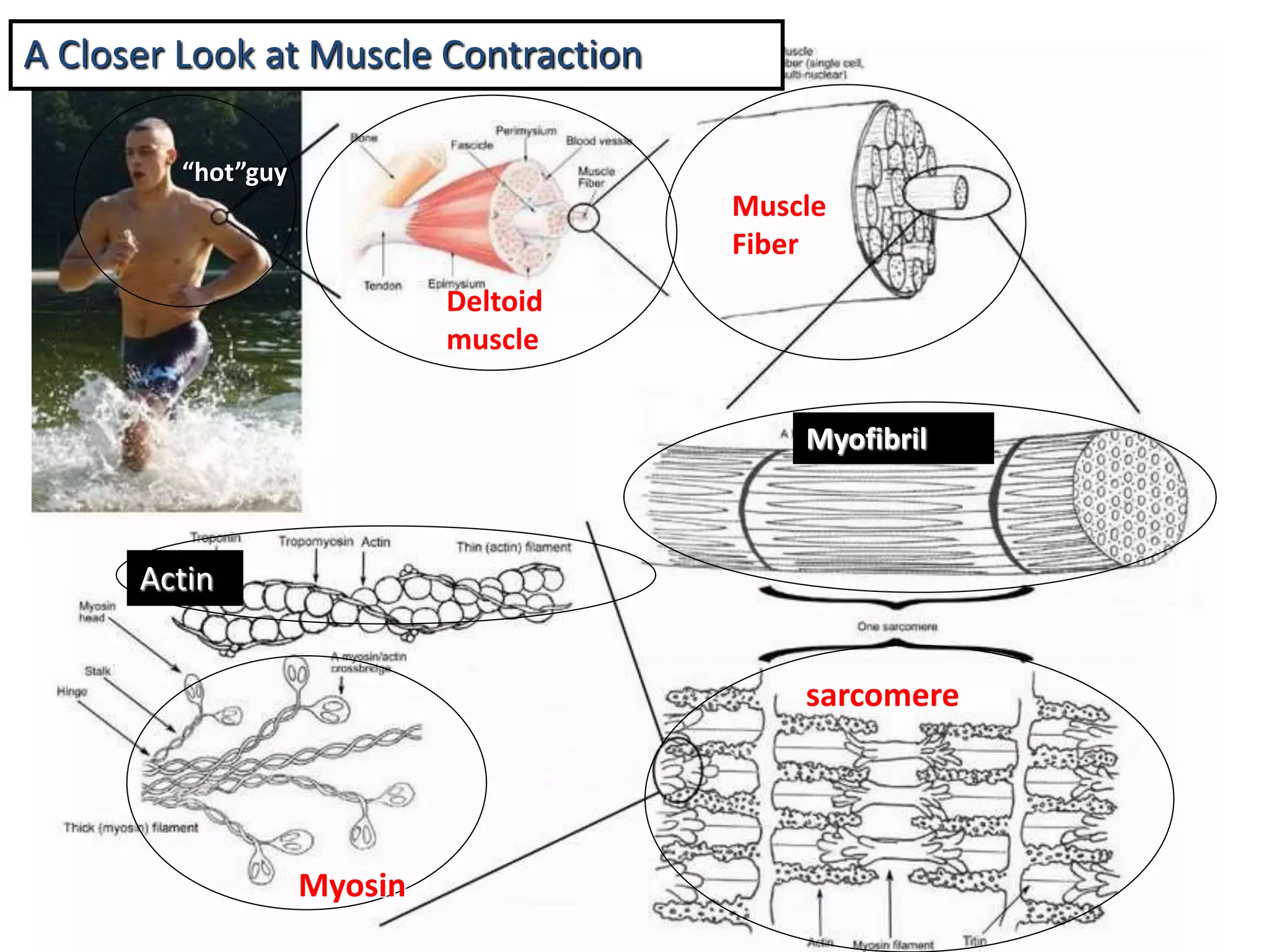 Muscular system of vertebrates | PPTX