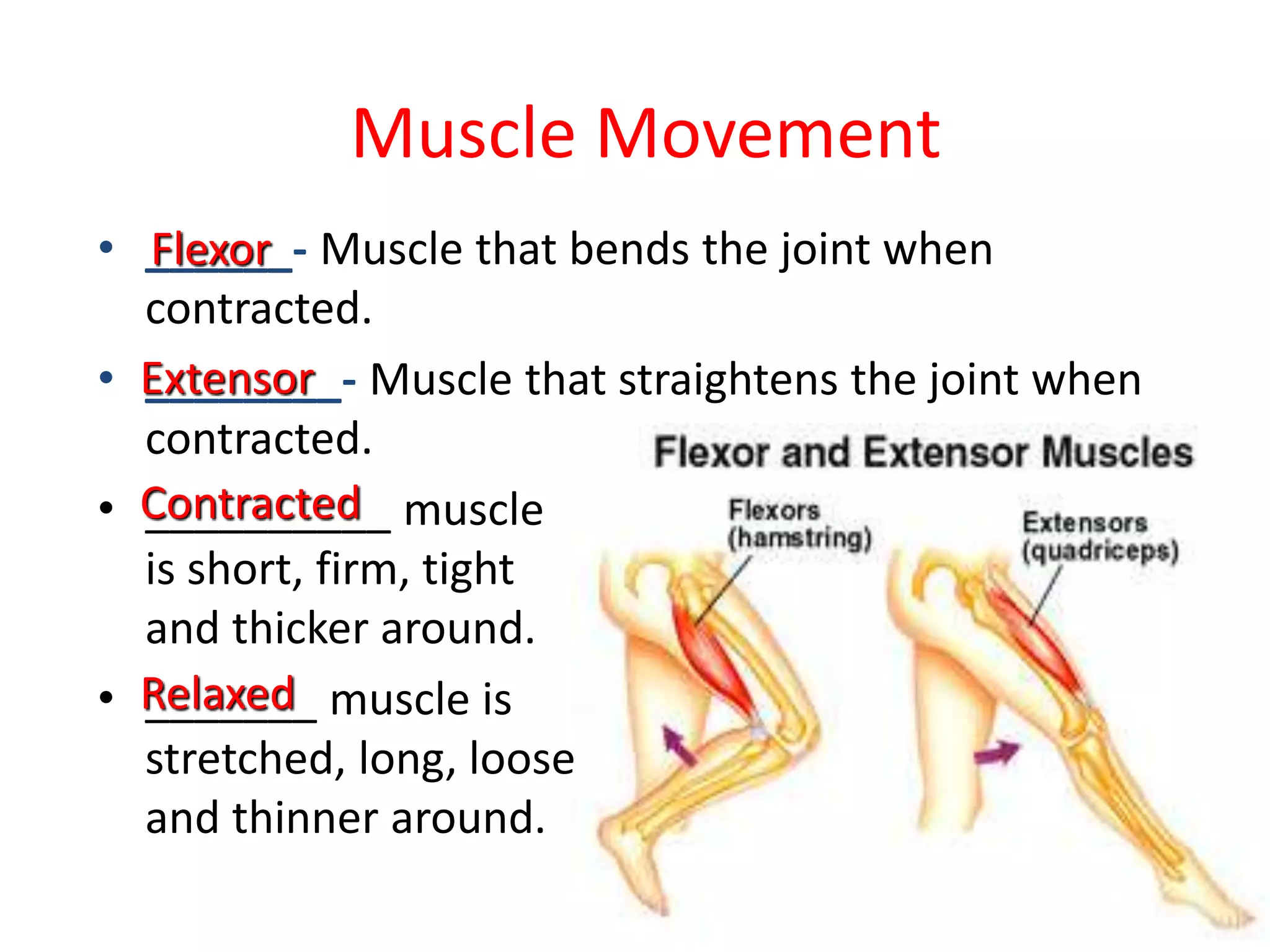 Muscular system of vertebrates | PPTX