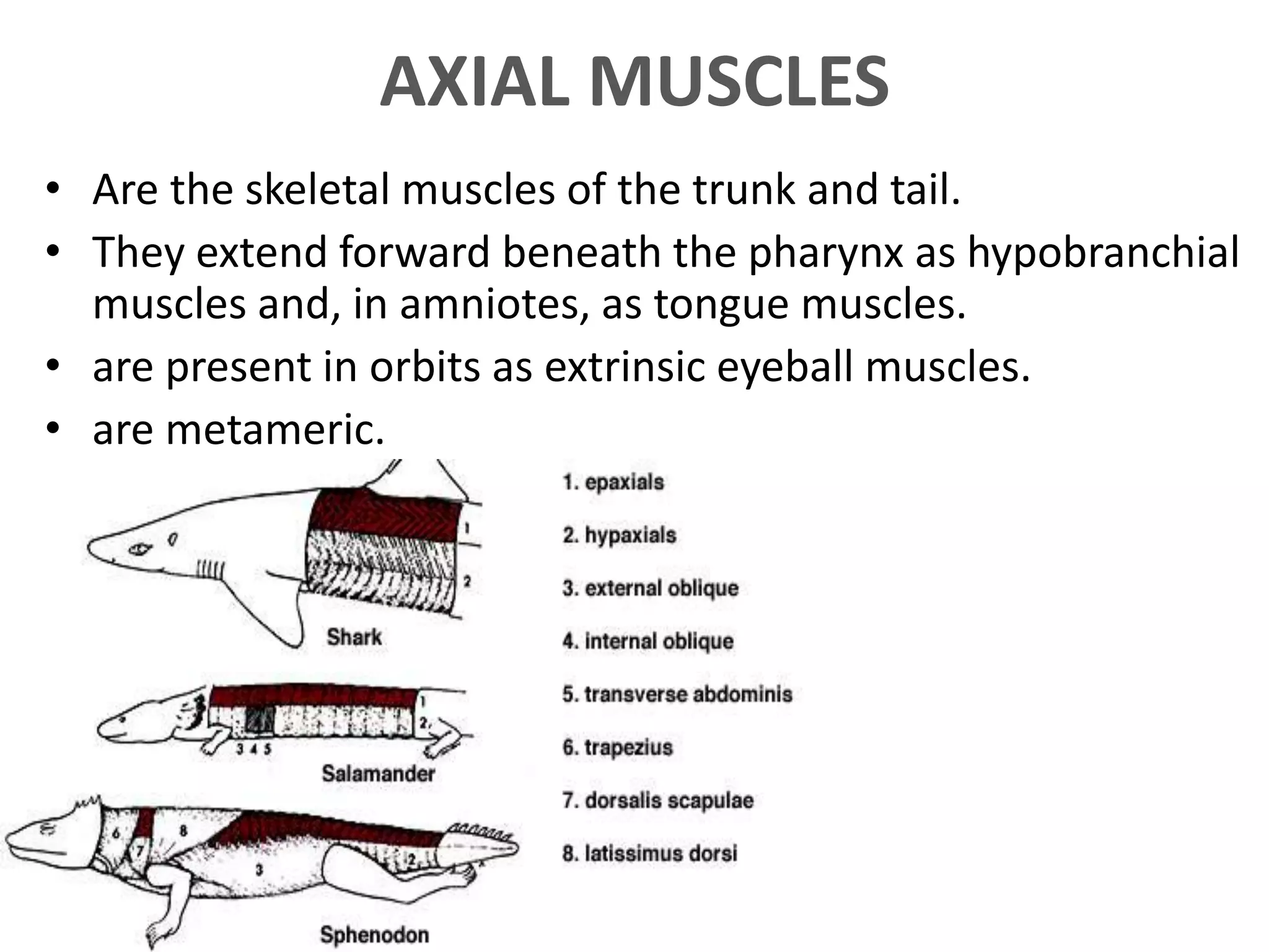 Muscular system of vertebrates | PPTX