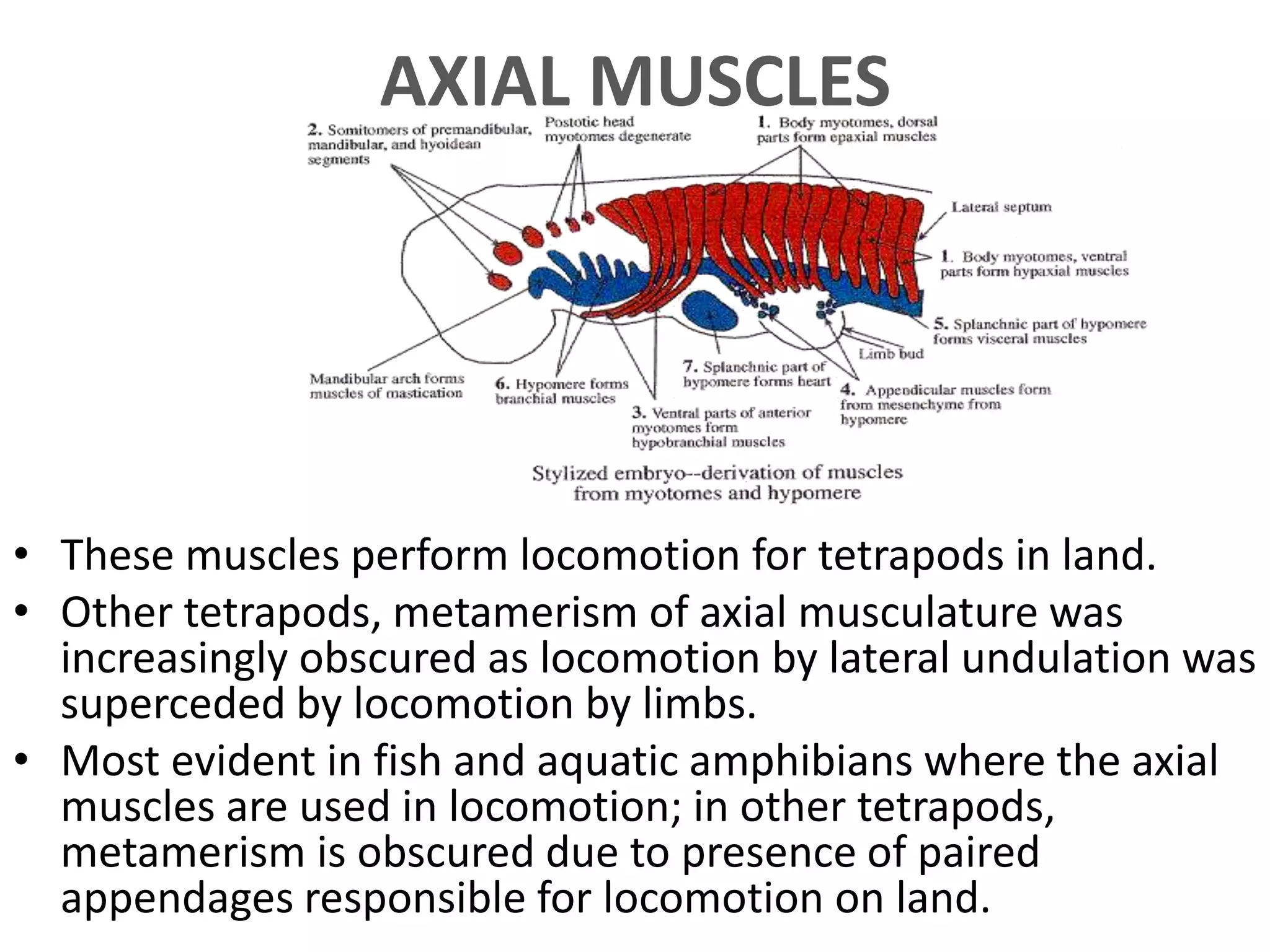 Muscular system of vertebrates | PPTX