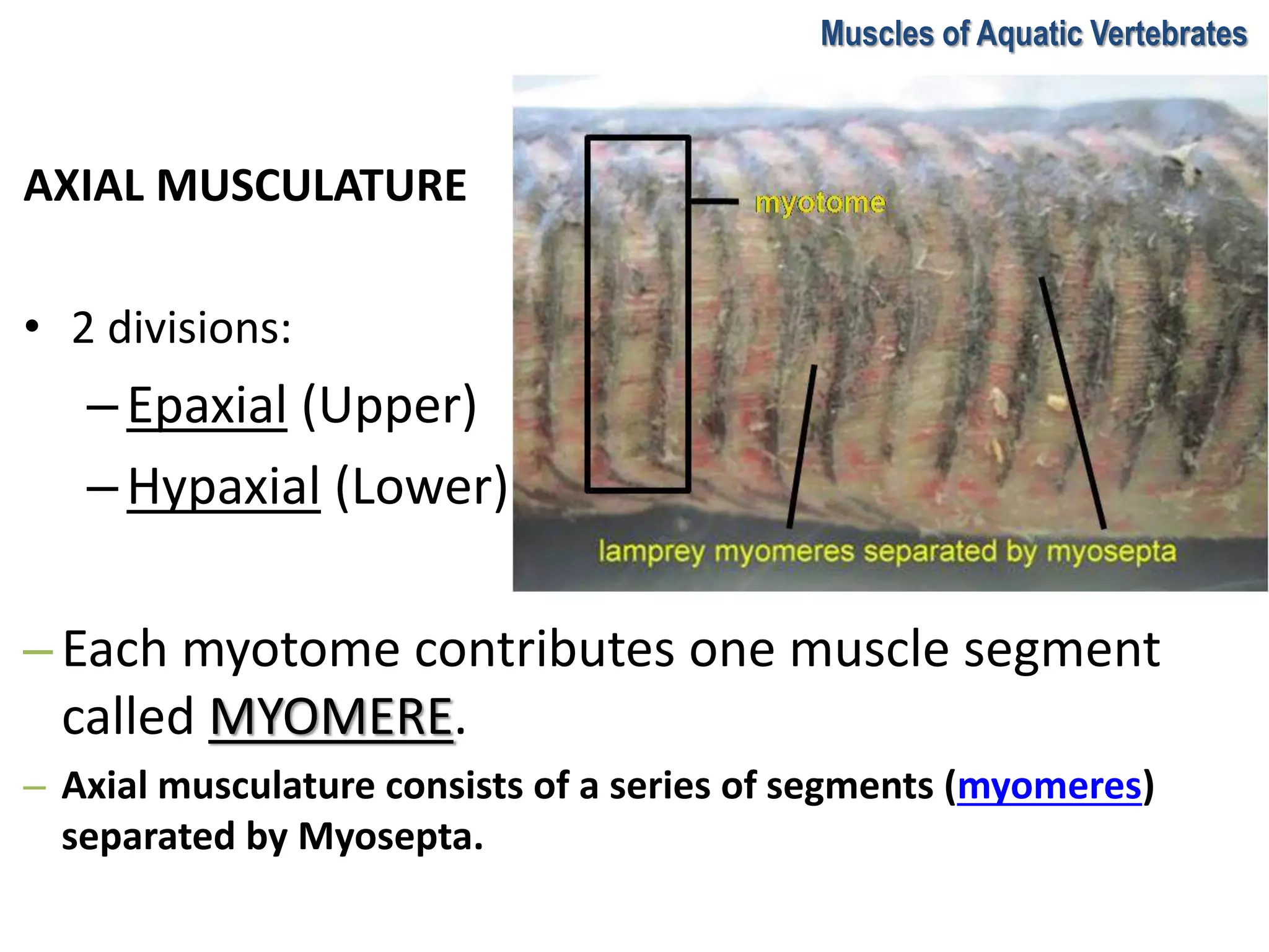 Muscular system of vertebrates | PPTX