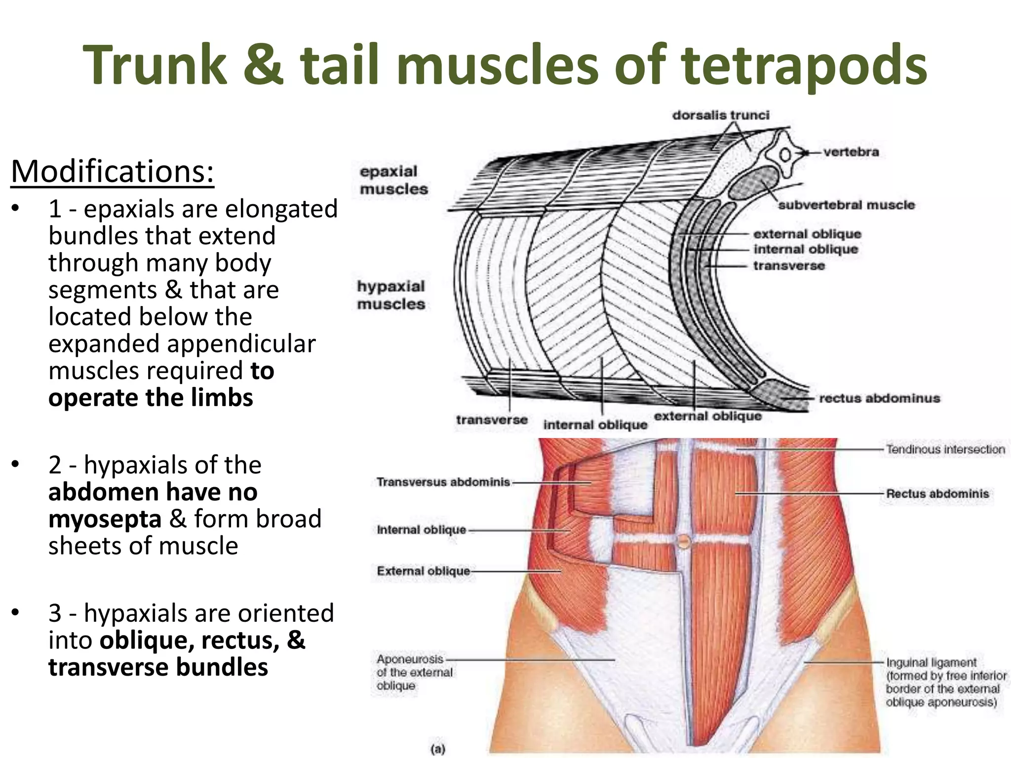 Muscular system of vertebrates | PPTX