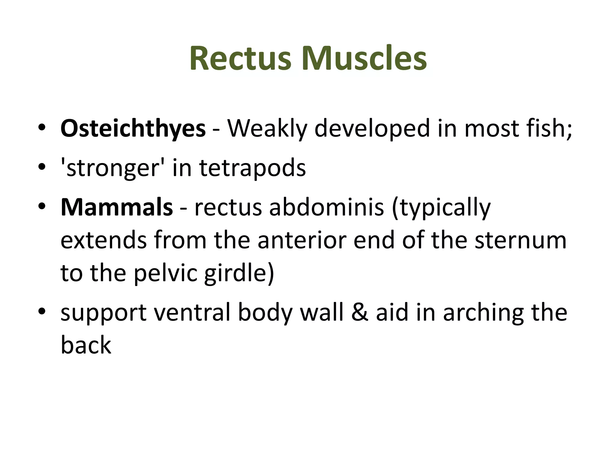 Muscular system of vertebrates | PPTX