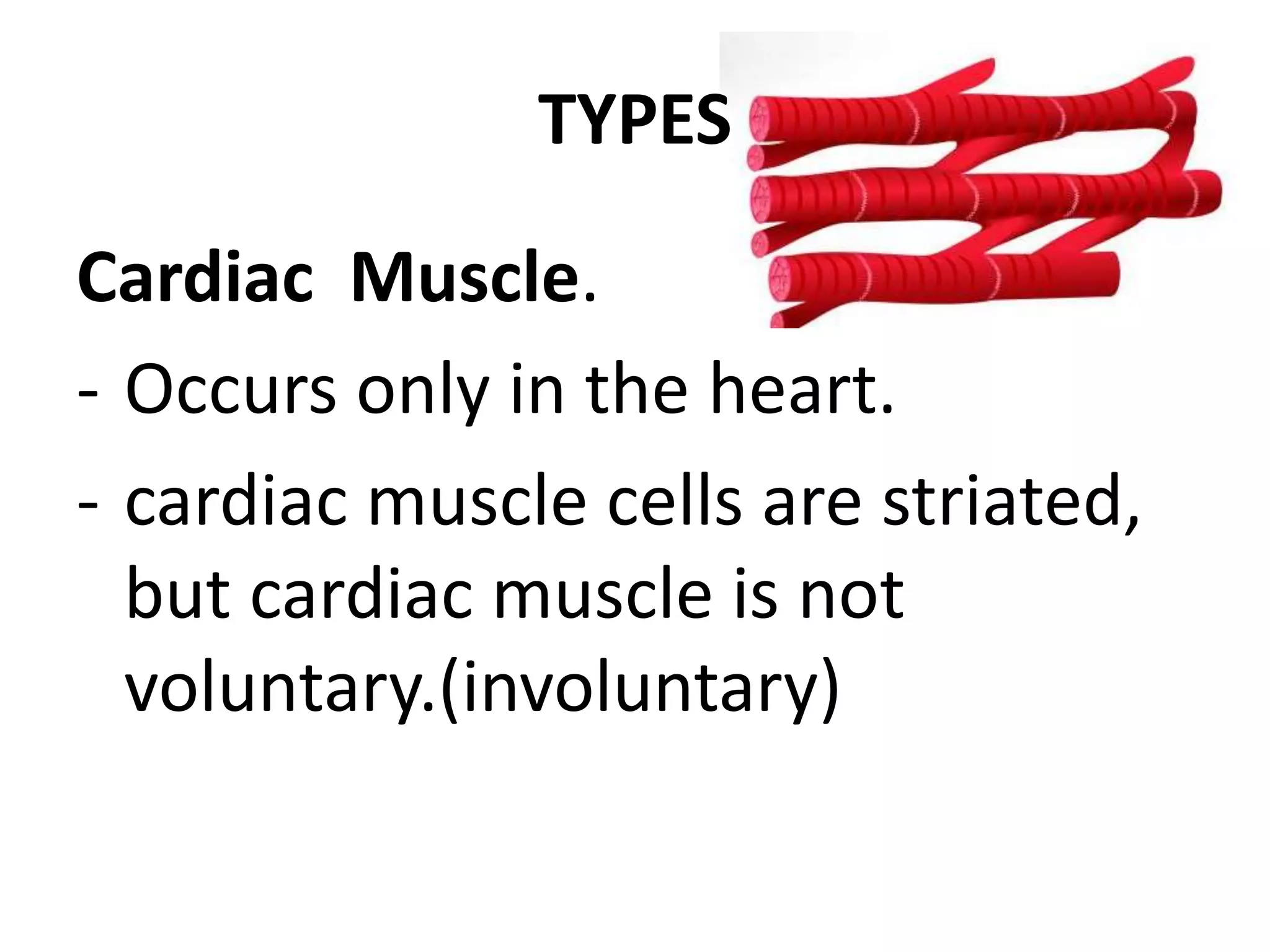 Muscular system of vertebrates | PPTX
