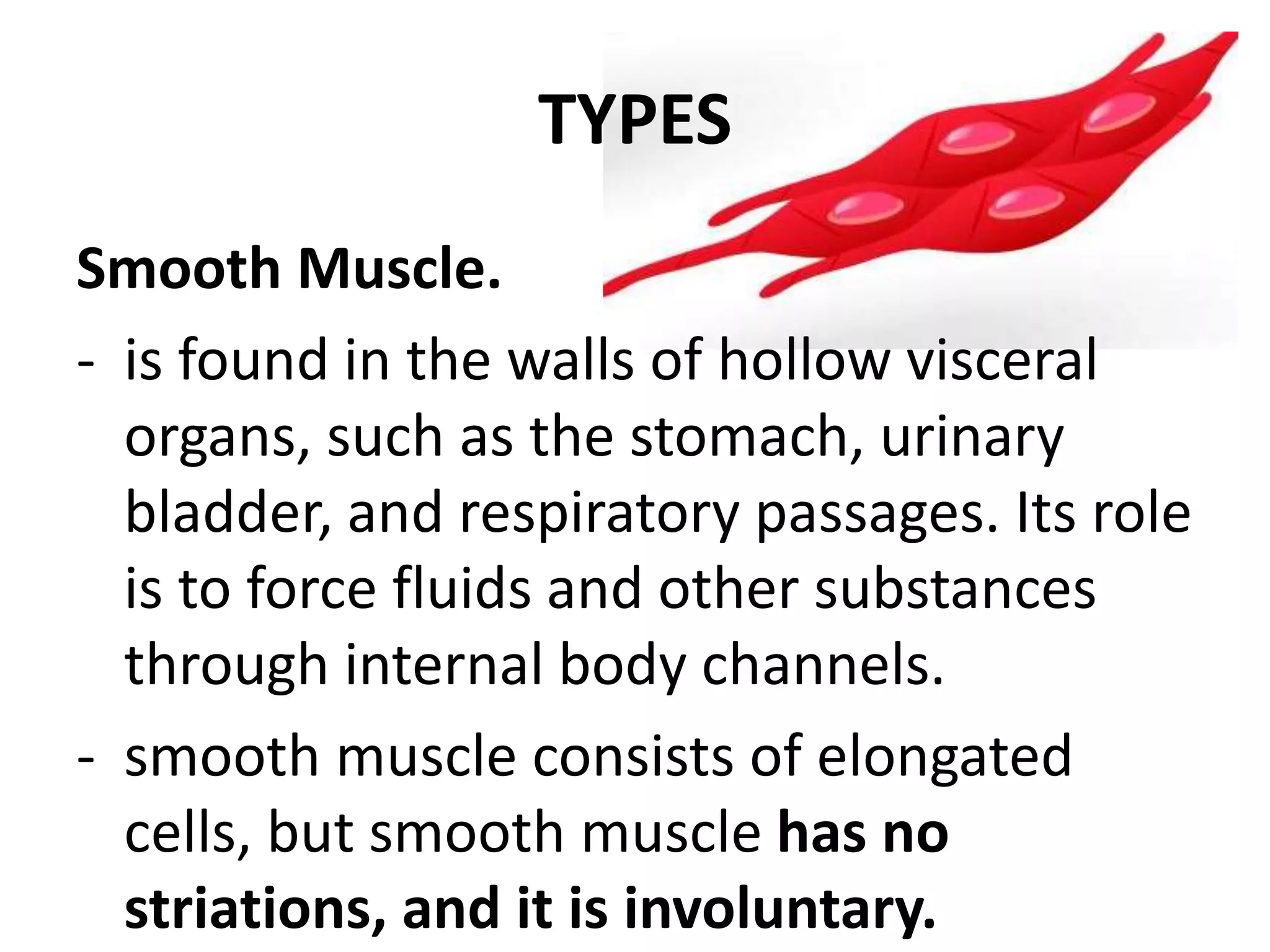 Muscular system of vertebrates | PPT