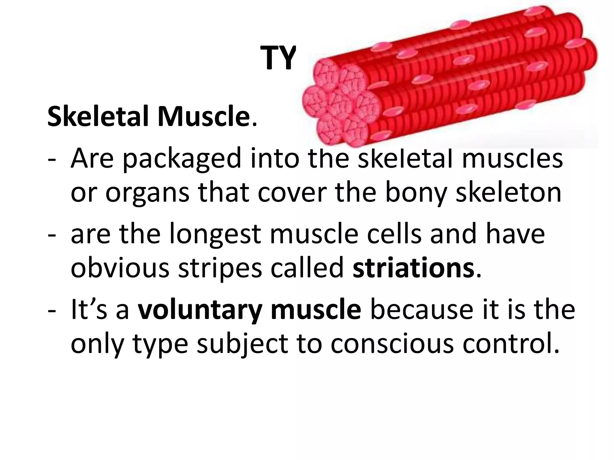 Muscular system of vertebrates | PPTX