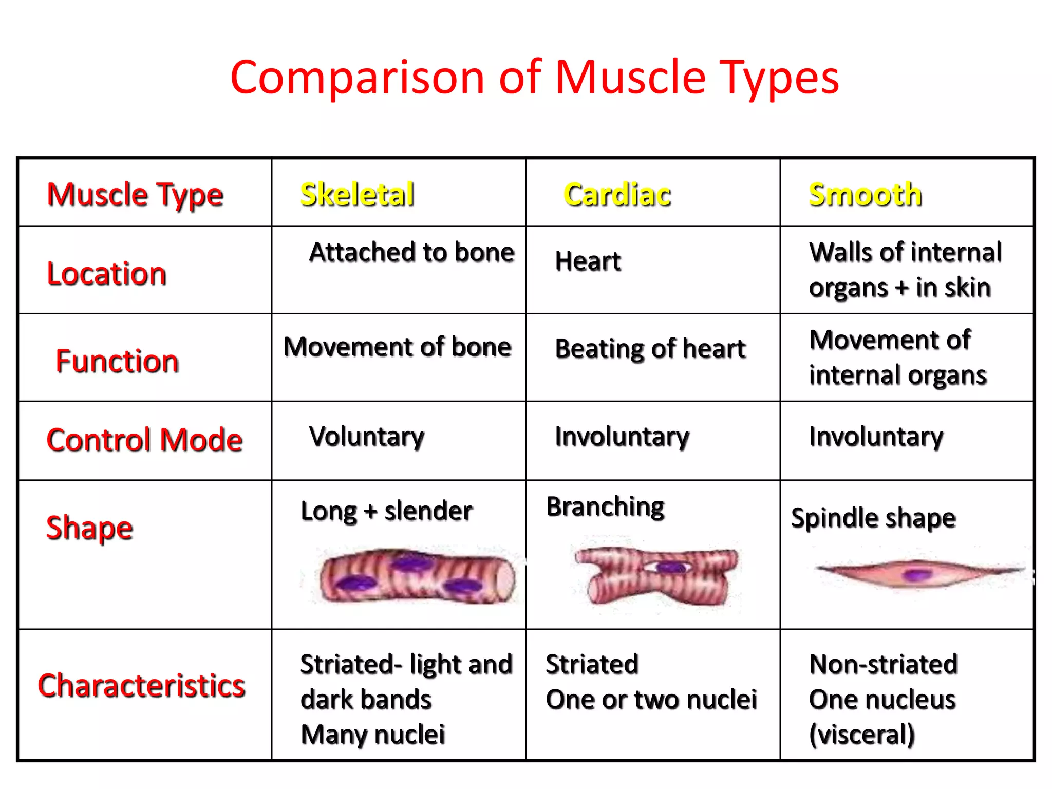 Muscular system of vertebrates | PPTX