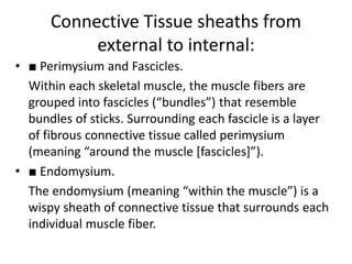 Muscular system of vertebrates | PPTX
