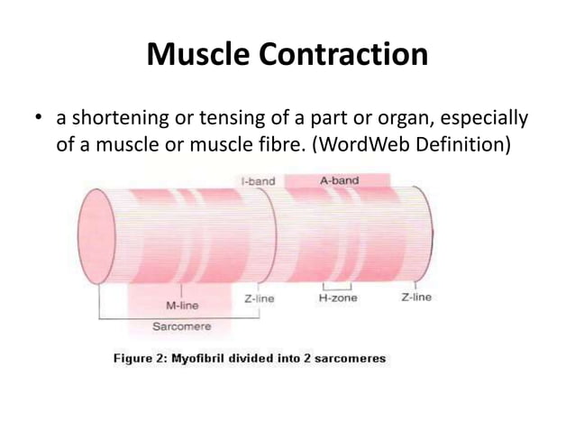 Muscular system of vertebrates | PPTX