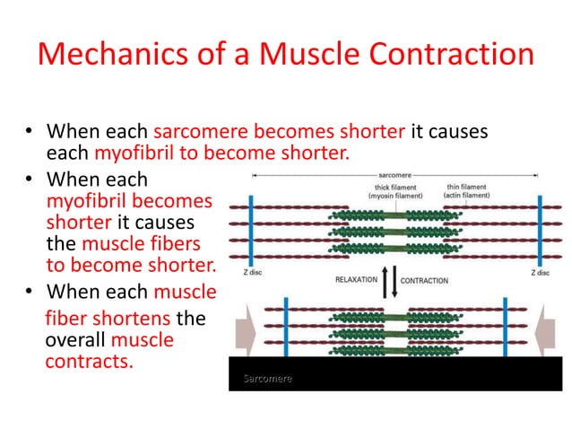 Muscular system of vertebrates | PPTX