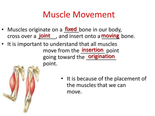 Muscular system of vertebrates | PPTX