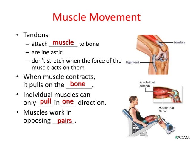 Muscular system of vertebrates | PPTX