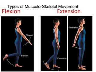 Muscular system of vertebrates | PPTX