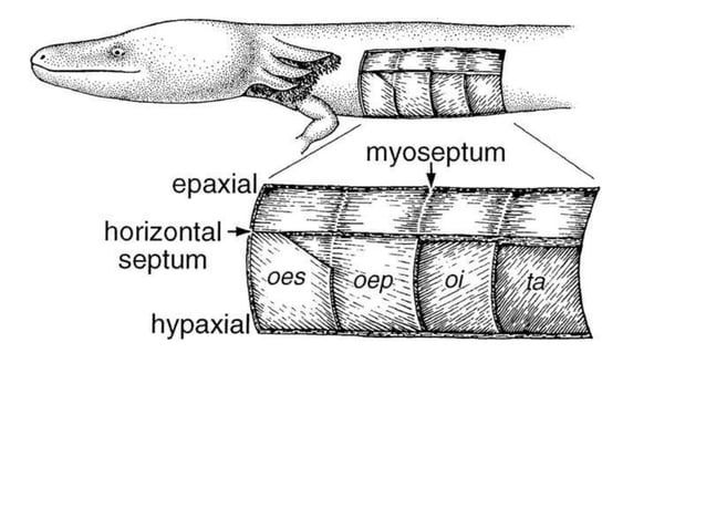 Muscular system of vertebrates | PPTX
