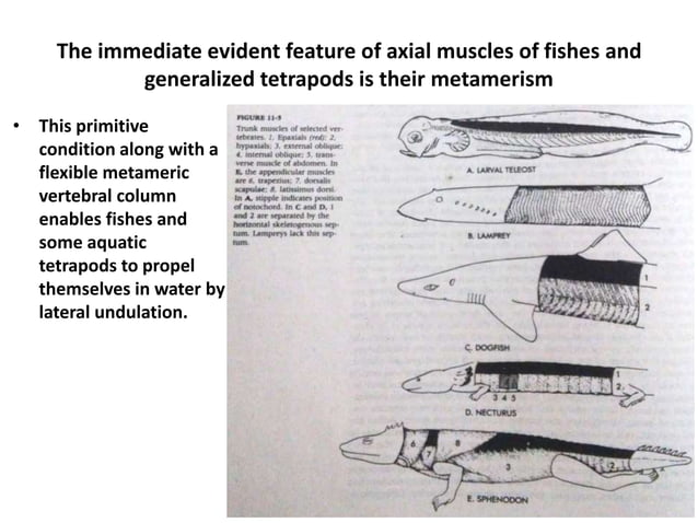 Muscular system of vertebrates | PPTX