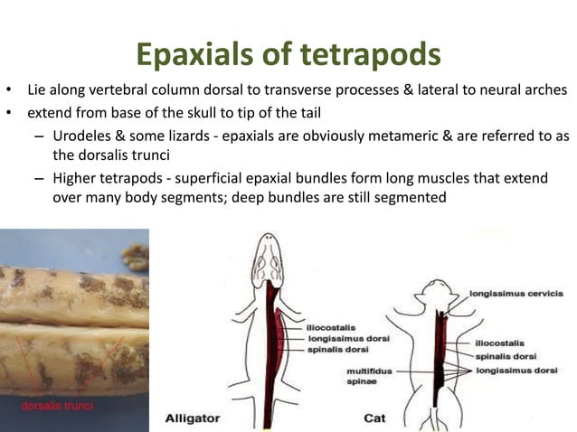 Muscular system of vertebrates | PPTX