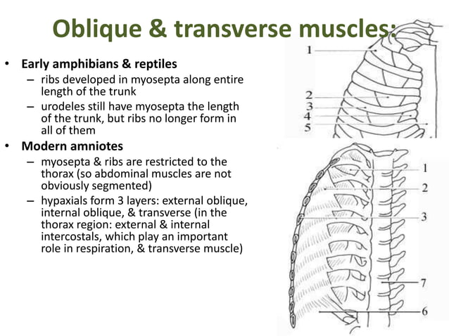 Muscular system of vertebrates | PPTX