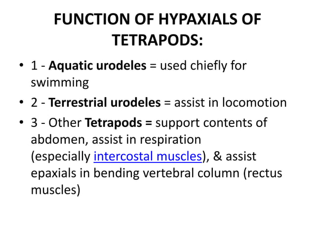 Muscular system of vertebrates | PPTX
