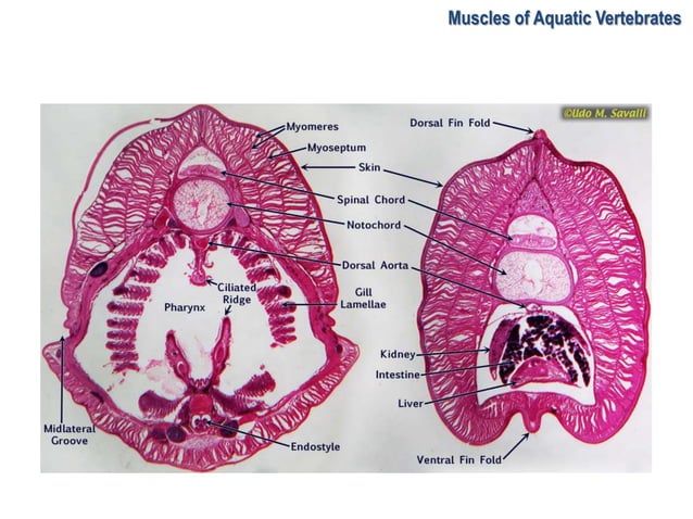 Muscular system of vertebrates | PPTX