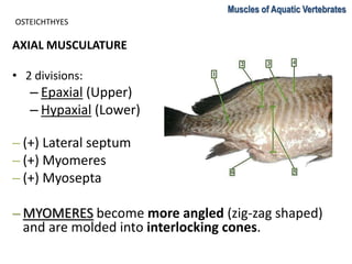 Muscular system of vertebrates | PPTX