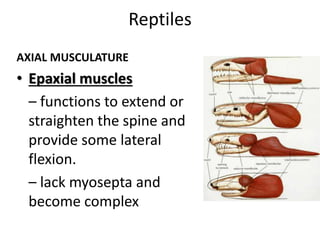 Muscular system of vertebrates | PPTX