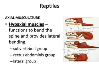 Muscular system of vertebrates | PPTX
