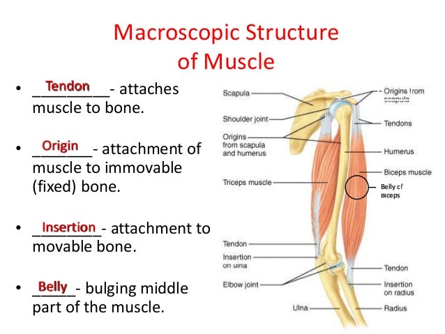 Muscular system of vertebrates