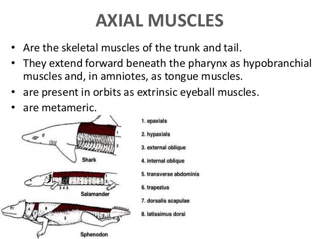 Muscular system of vertebrates