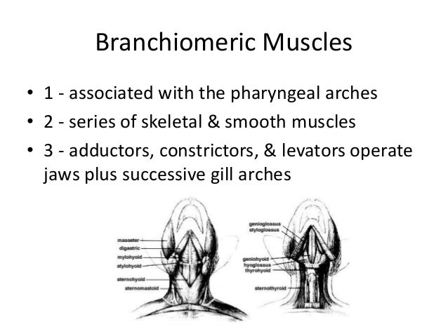 Muscular system of vertebrates