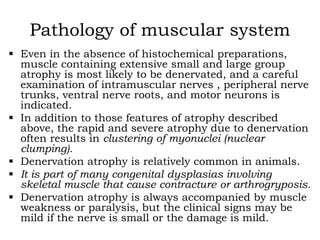 muscular system pathology lecture.pptx