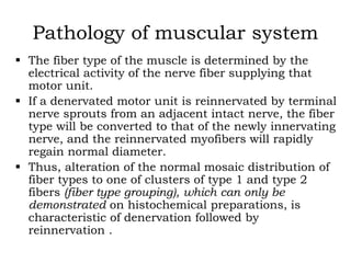 muscular system pathology lecture.pptx