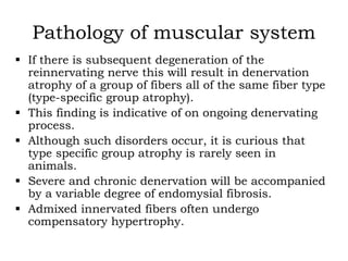 muscular system pathology lecture.pptx