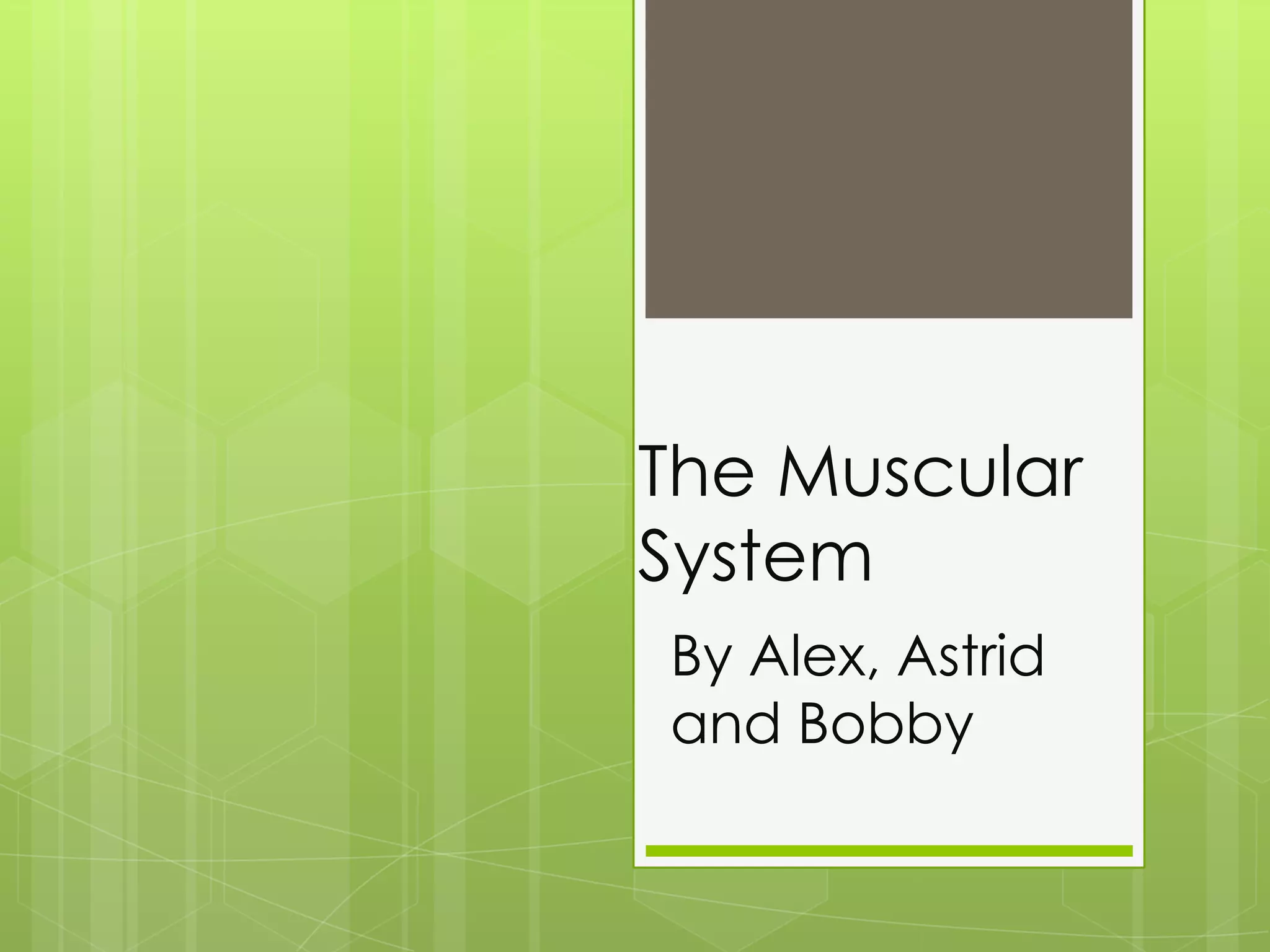 Muscular system power point | PPTX