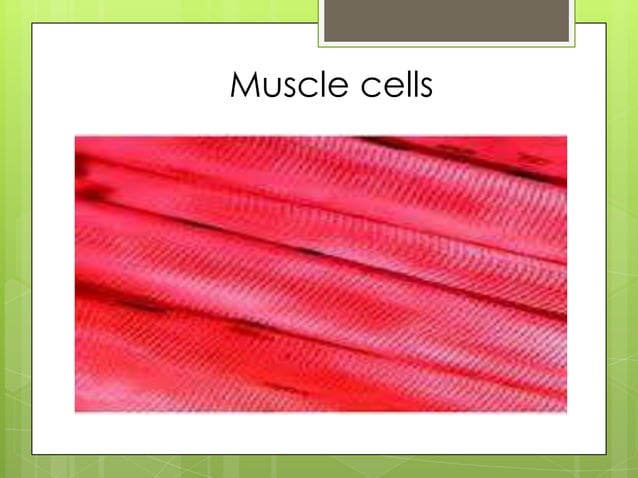 Muscular system power point | PPTX