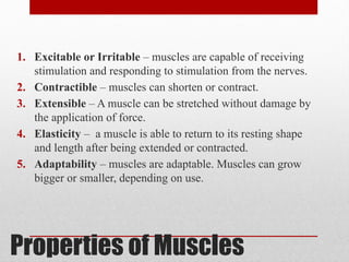 Muscular System Power Point - MUSCULAR SYSTEM | PPTX