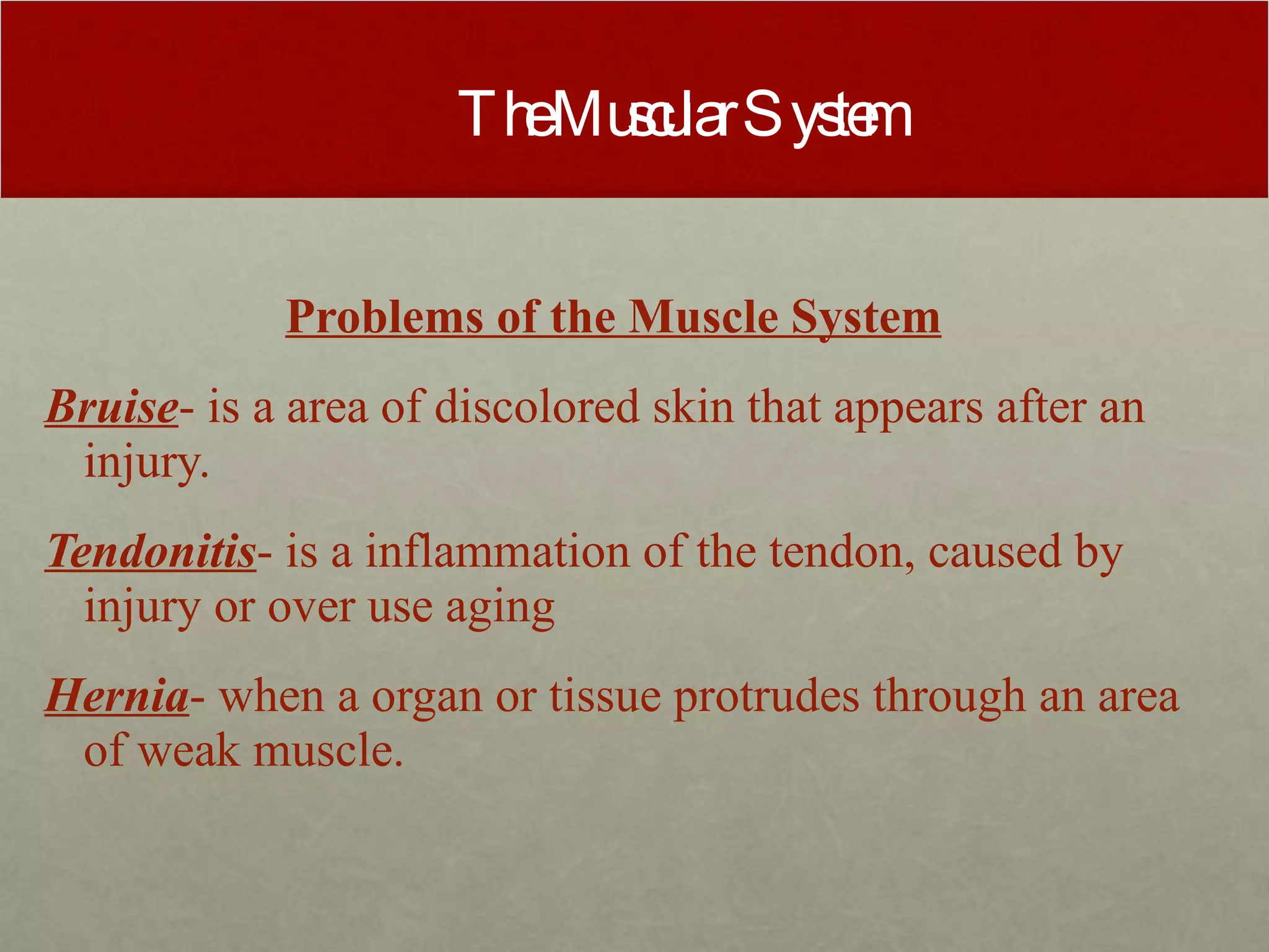 Muscular System Ppt | PPT