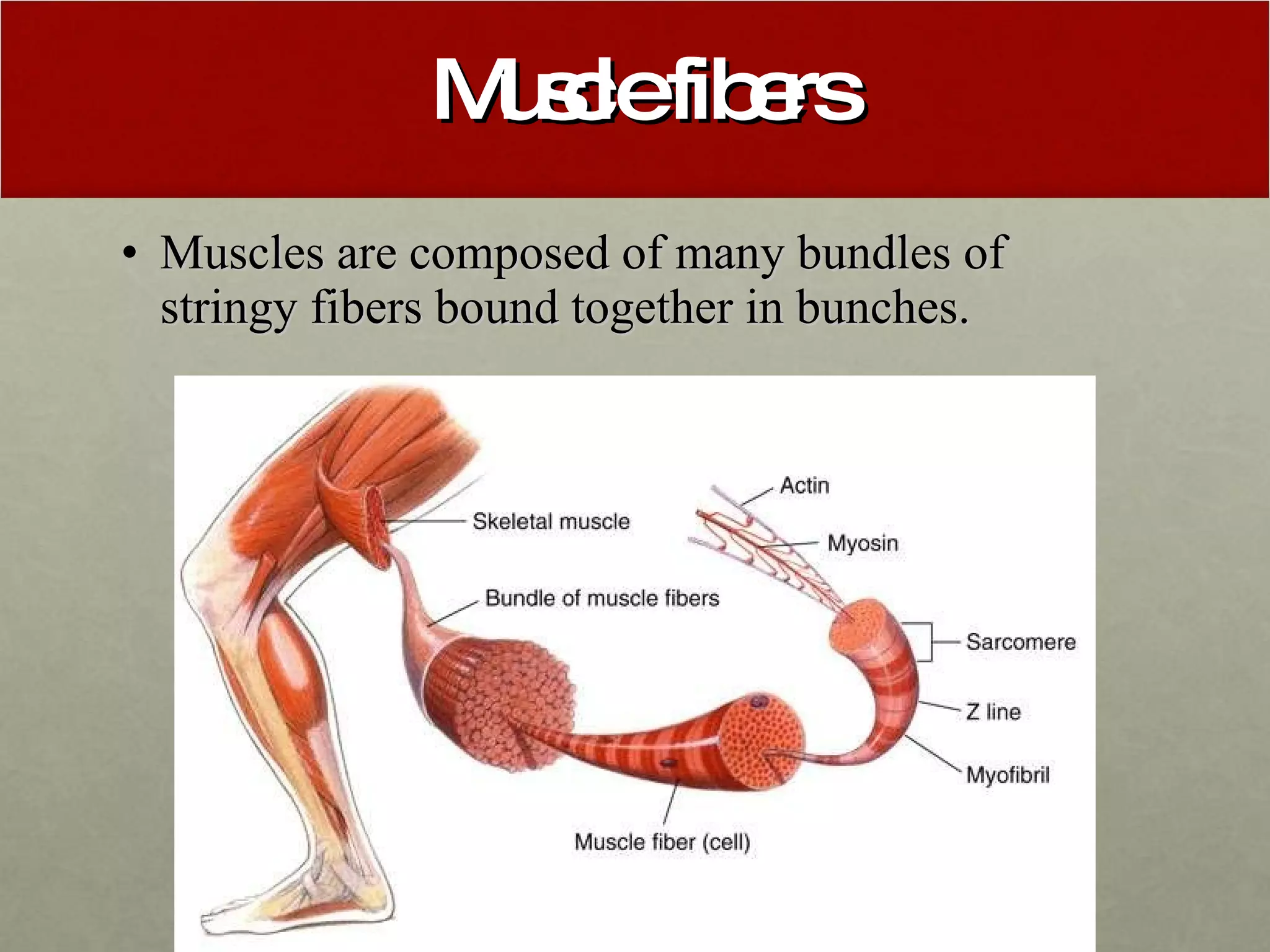 Muscular System Ppt | PPT