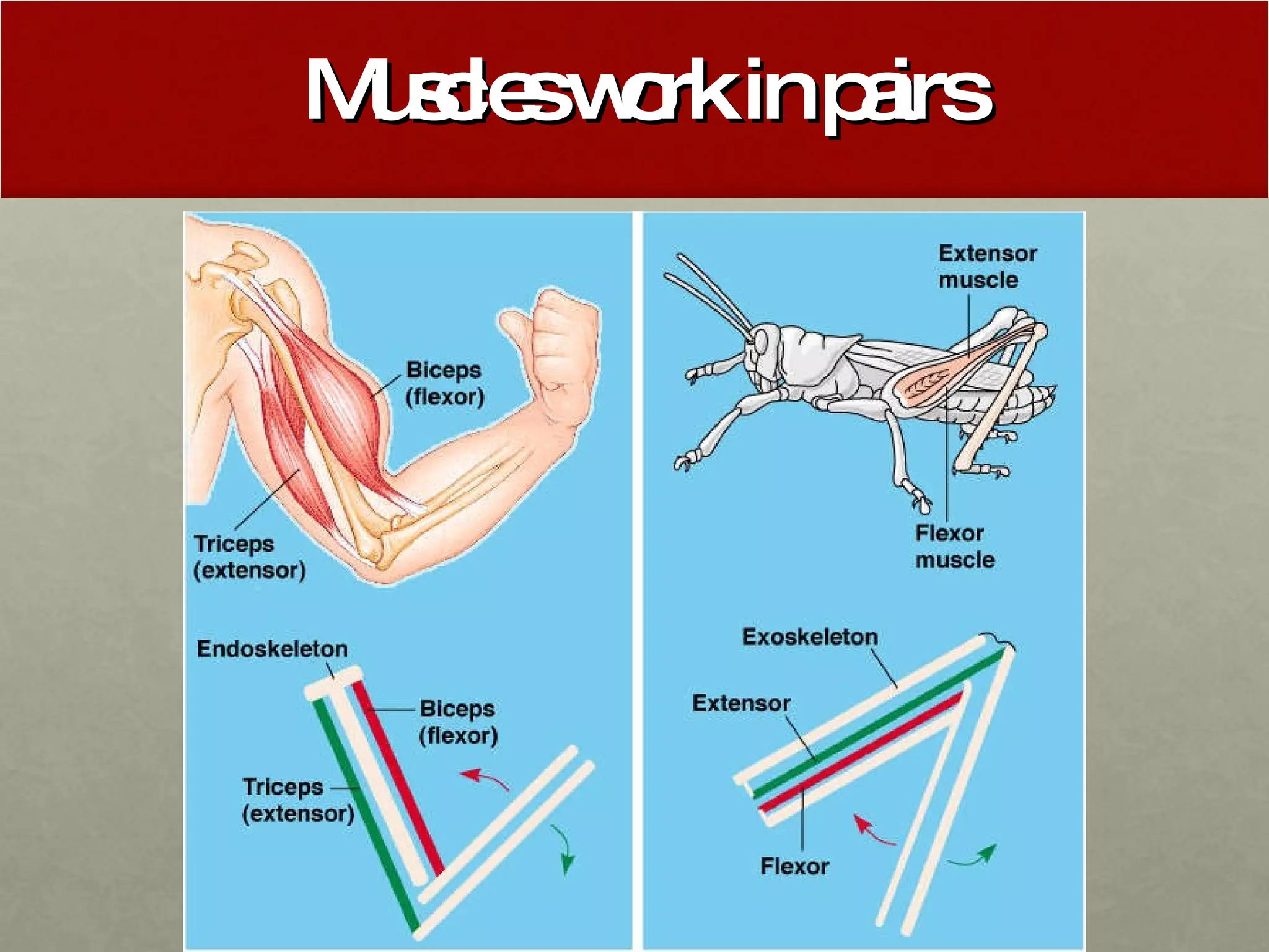 Muscular System Ppt | PPT
