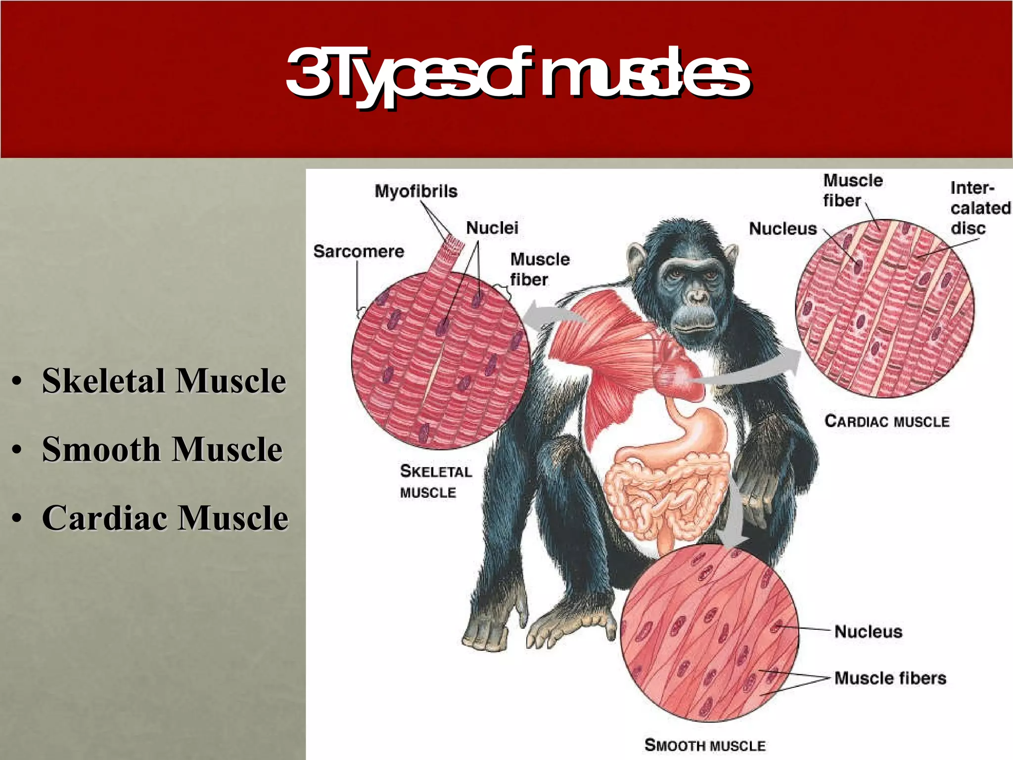 Muscular System Ppt | PPT