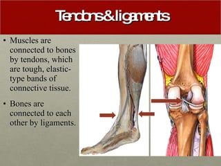Muscular System Ppt | PPT