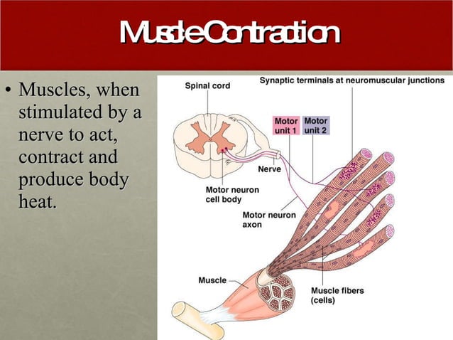 Muscular System Ppt | PPT