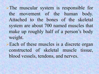 Muscular system ppt | PPTX